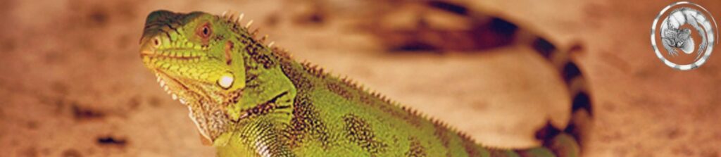 Iguana melanoderma – Stichting Doelgroep Groene Leguanen