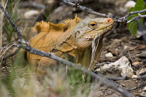 Cyclura – Stichting Doelgroep Groene Leguanen