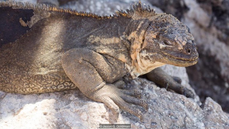 Bijzondere leguanen op de Galapagos | Stichting Doelgroep Groene Leguanen